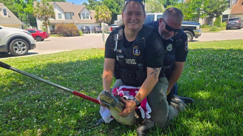 Viral alligator video prompts warning: Don’t feed or approach gators ...