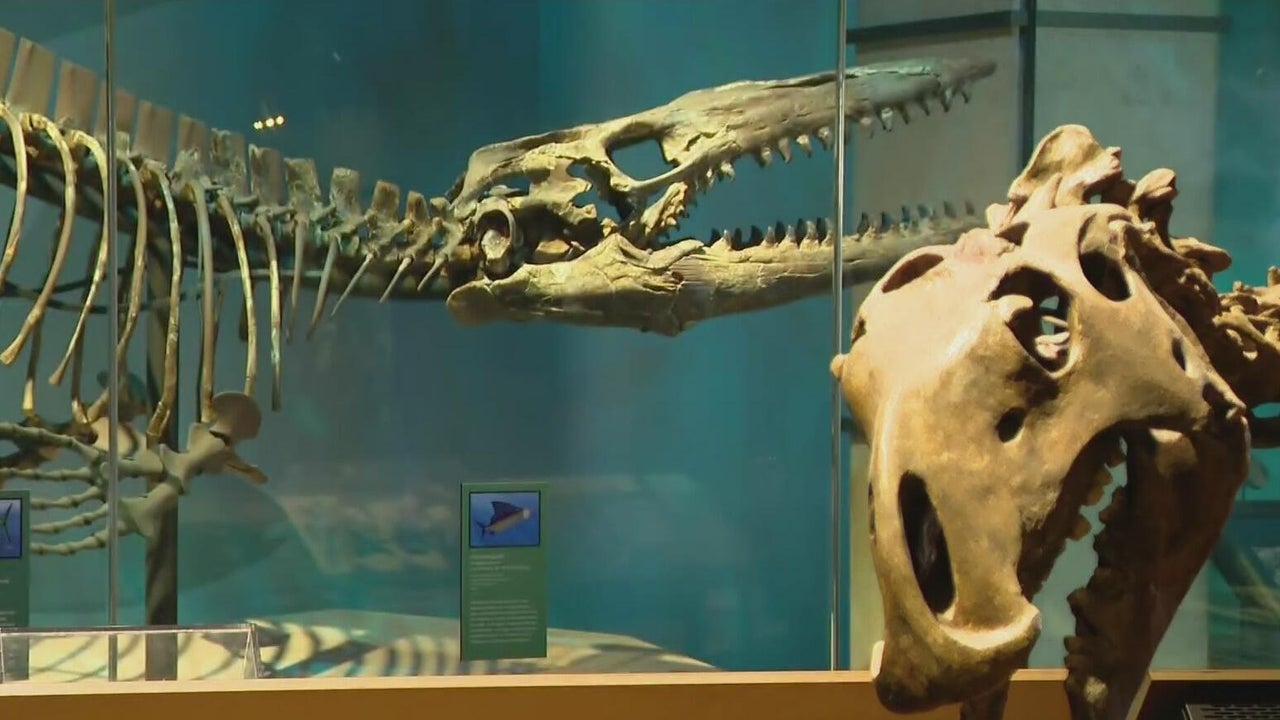 New T-Rex species at the Perot Museum