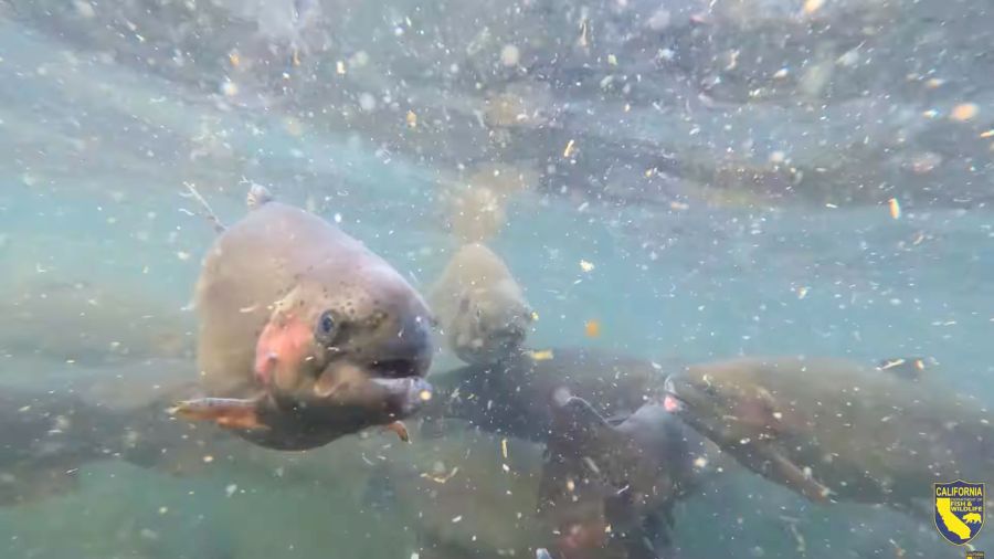 Nearly 6,000 rare rainbow trout rescued after getting stranded in ...