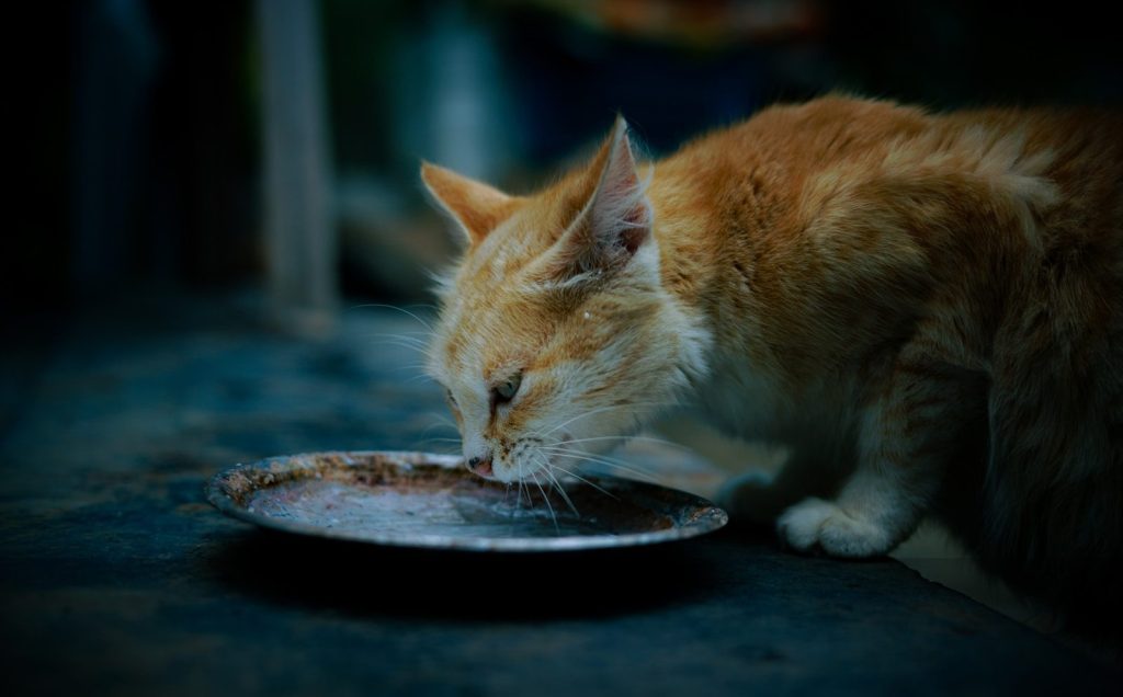 Why a rescued street cat shocked her new family