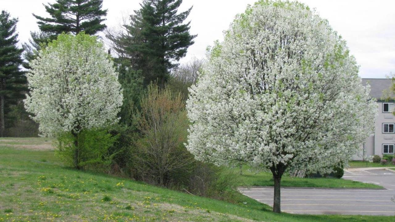 Michigan adds Bradford pear, buckthorn, and other plants to invasive ...
