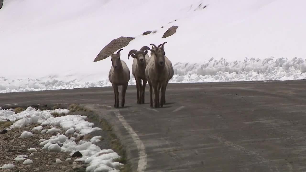 Road to top of Mt. Blue Sky reopens