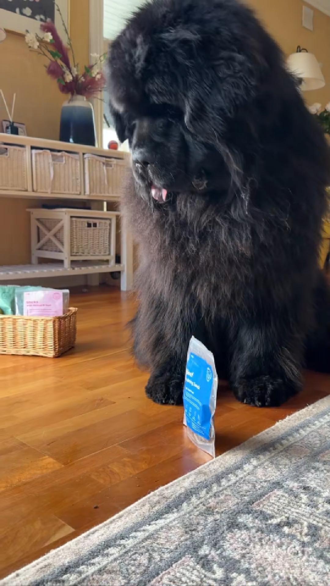 My Newfoundland plays so gently