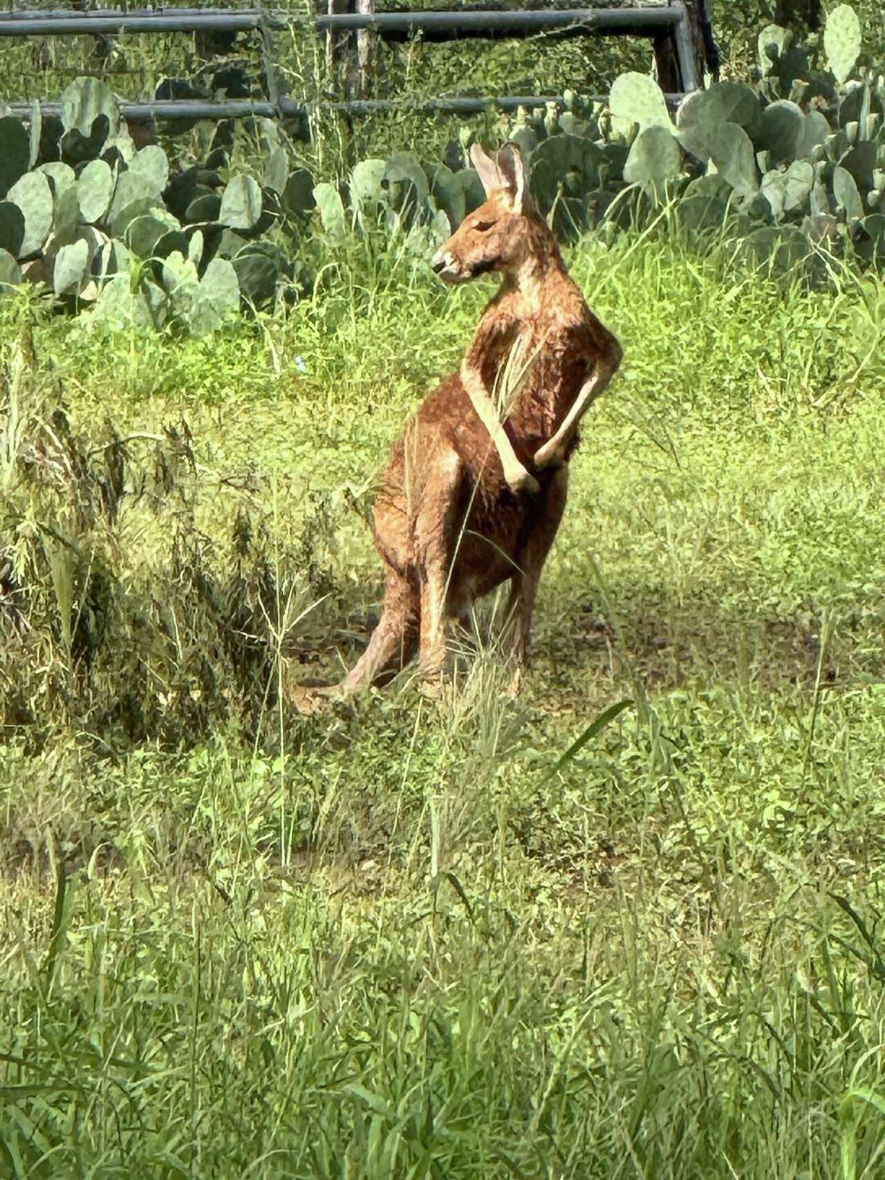 'Kangaroo on the loose' checked off the bingo card for San Antonio-area ...