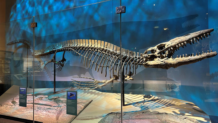 There's a new T rex from the dinosaur age — and it ruled the seas with ...