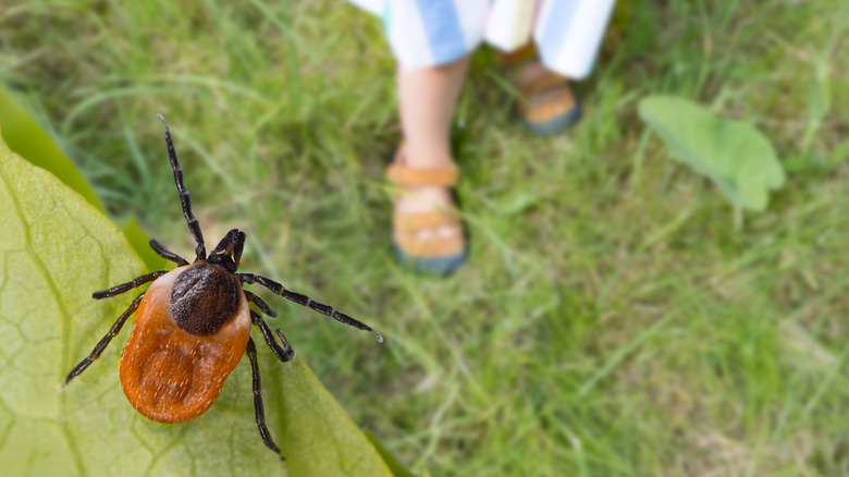 Stop worrying about ticks on your hike with these clever tips