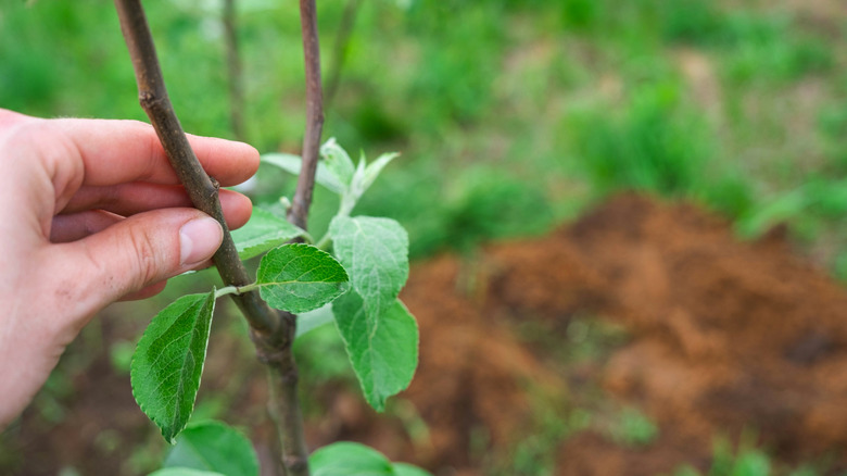 The best types of ground covers to plant around fruit trees