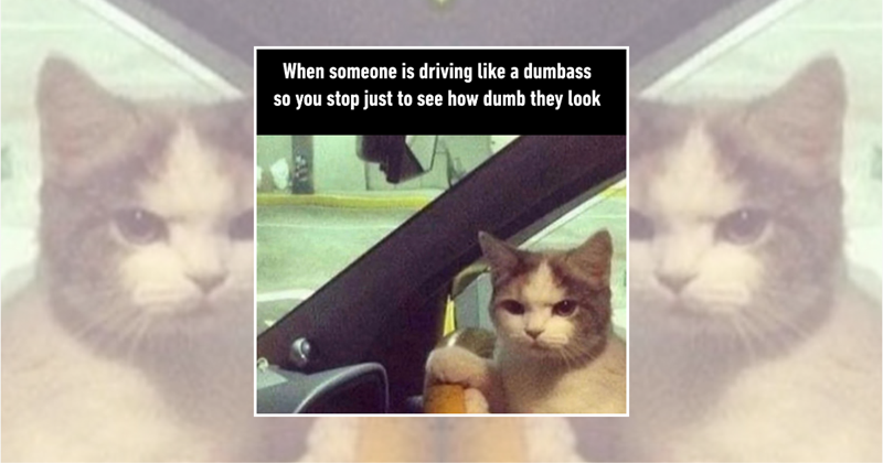 ‘Romance is temporary, the project car is forever’: 23 memes every car ...