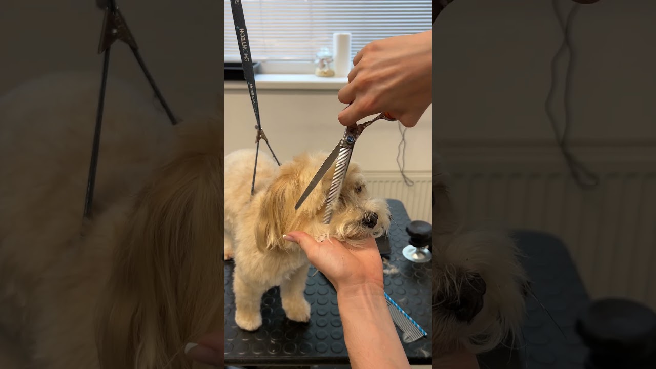 Fluffy morkie gets an adorable grooming makeover | Before & after ...