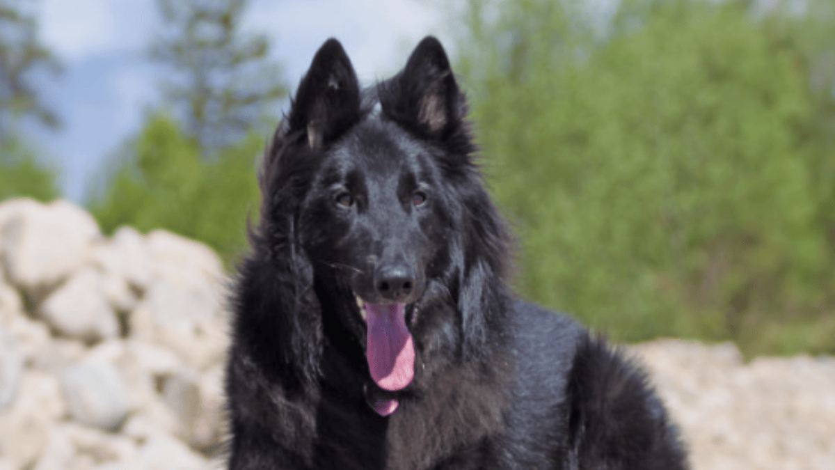 The American Kennel Club officially considers these dog breeds to be ...