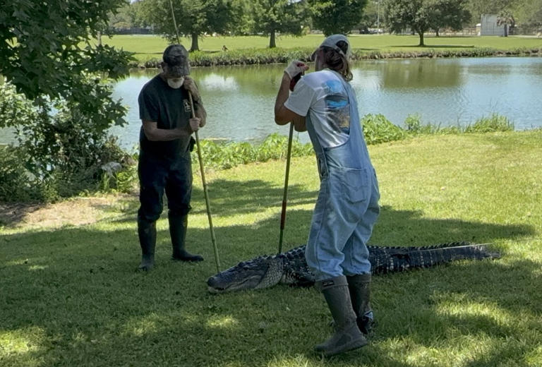 Residents watch as local trapper catches alligator at Lake Mayer