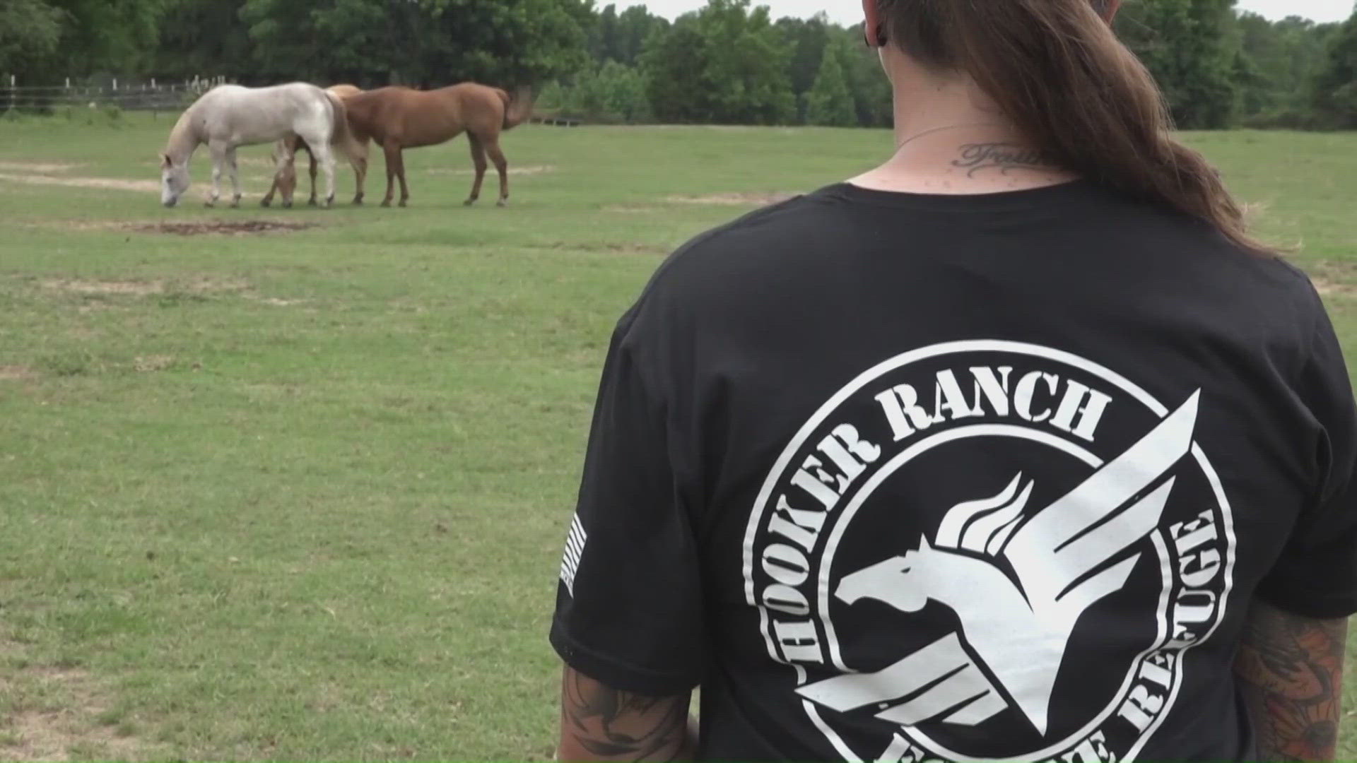 Lightning strike kills 5 horses at East Texas equine rescue