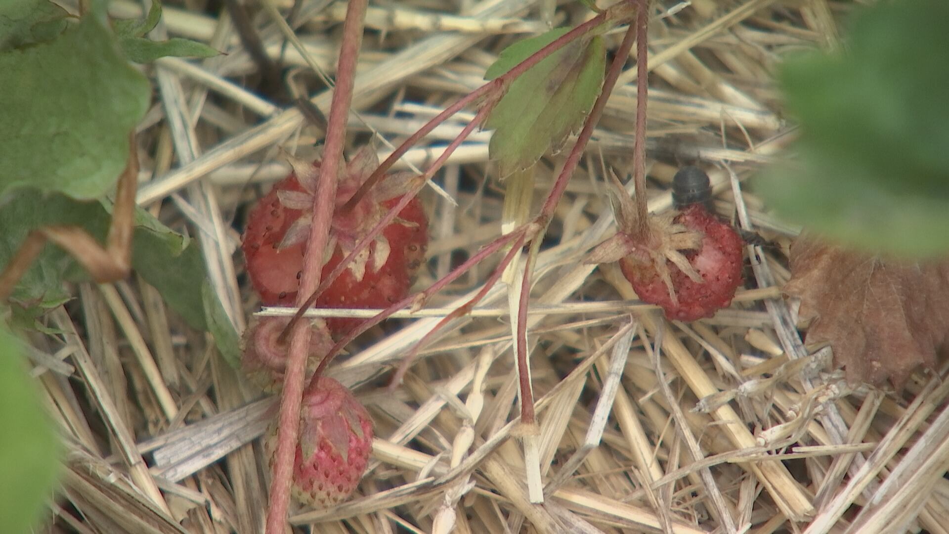 Excessive rain damages strawberry crops, delays planting across Kansas ...