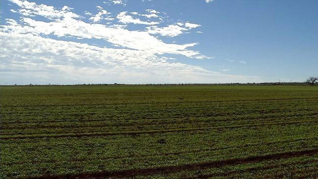 Eastland County women launch petition opposing foreign-owned solar farms