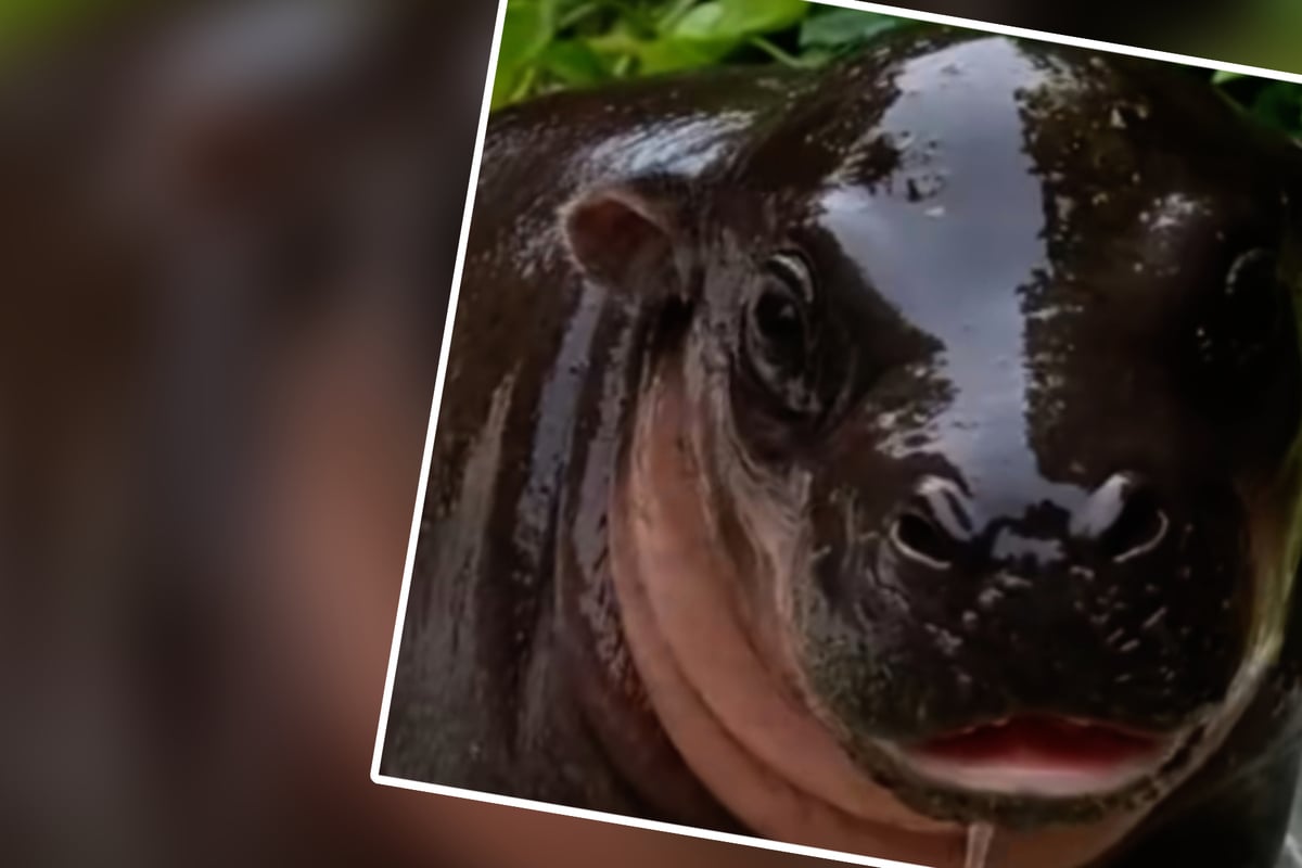 Mini-Hippo im Zoo Berlin: Zwergflusspferd-Baby planscht erstmals im Freien
