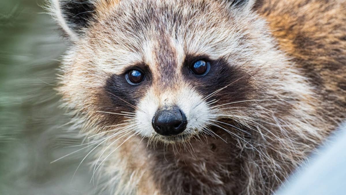 Researchers discover curious difference between city and rural raccoons
