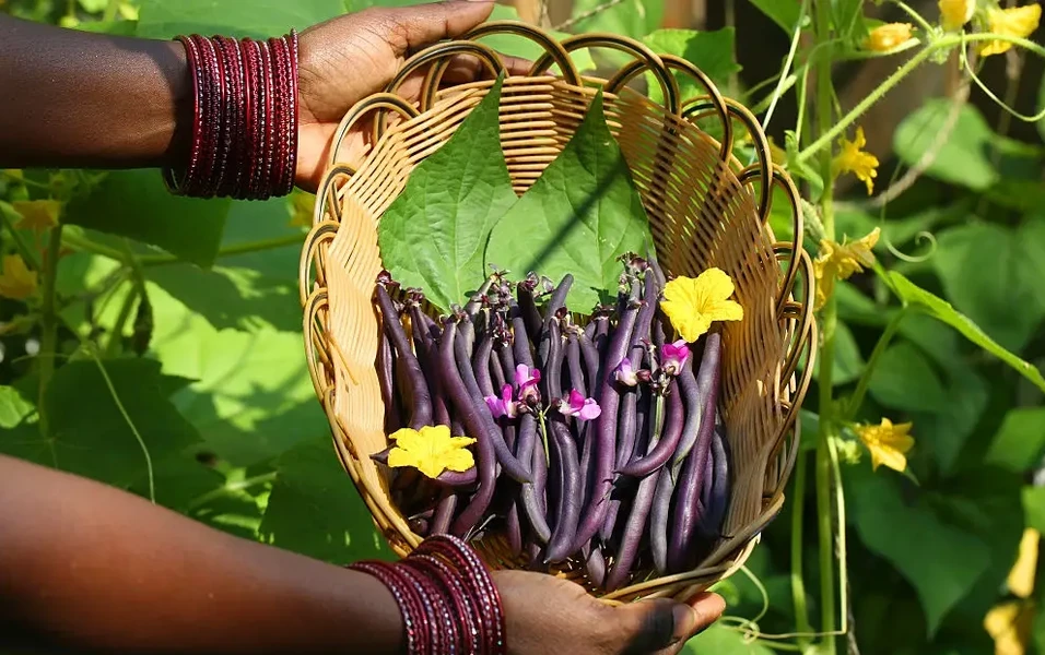 Grow more beans in less space