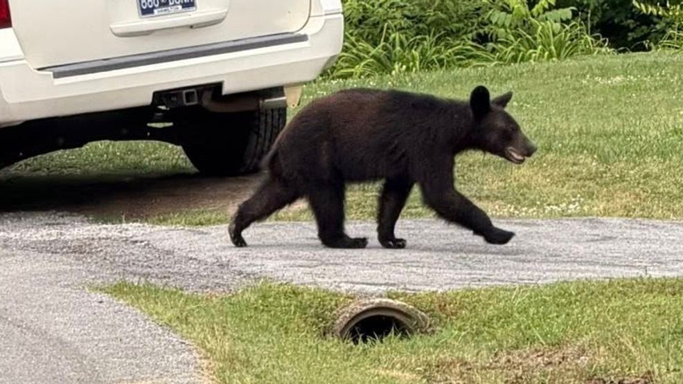 East Ridge police warn residents after juvenile black bear spotted in ...