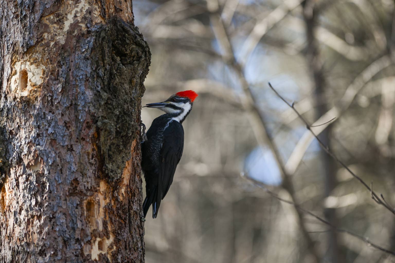 Watch a woodpecker's incredible tree-destroying skills in viral TikTok ...