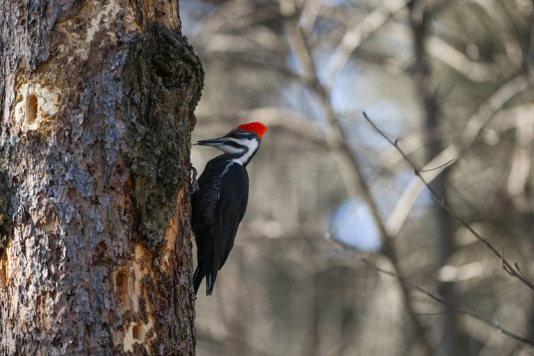Watch a woodpecker's incredible tree-destroying skills in viral TikTok ...