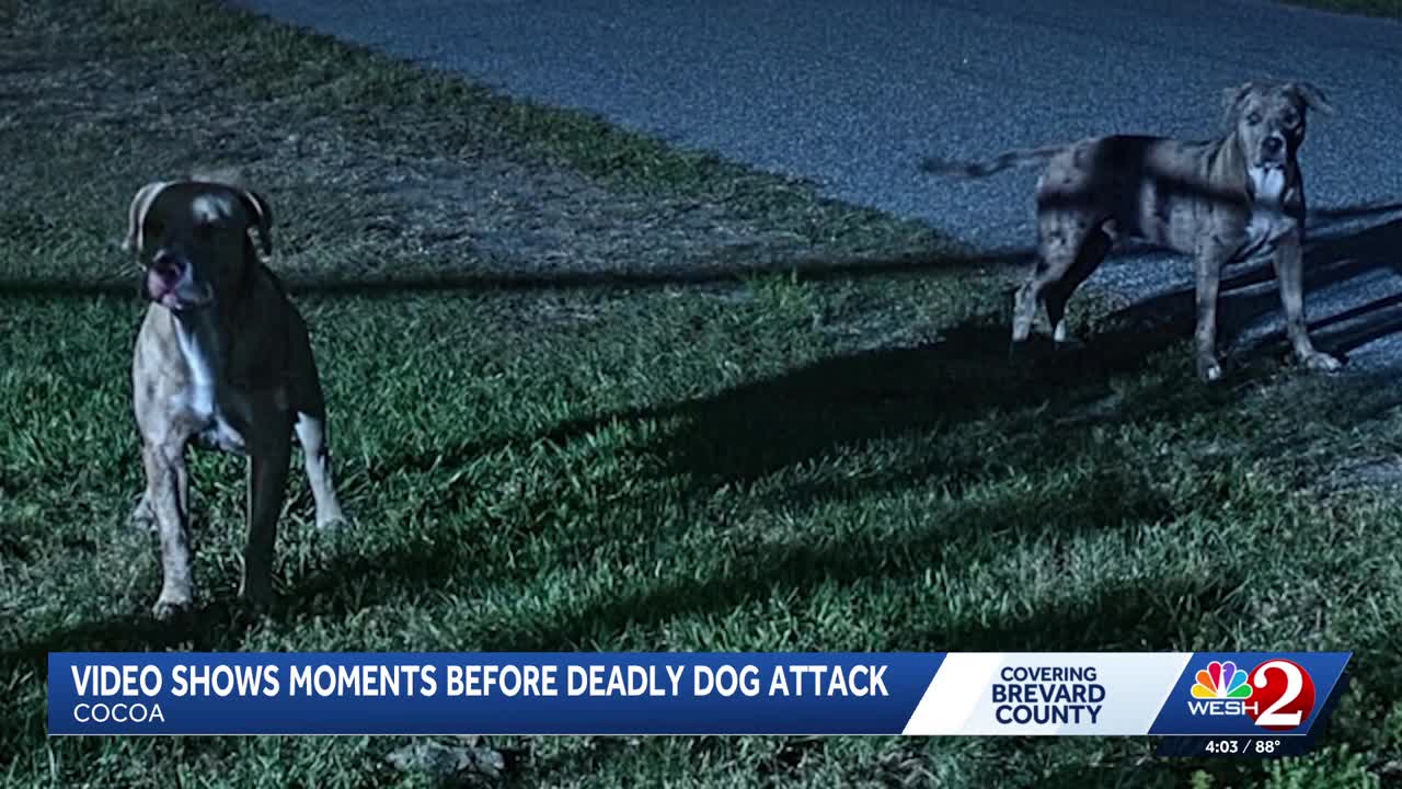 Video shows moments before deadly dog attack in Brevard County
