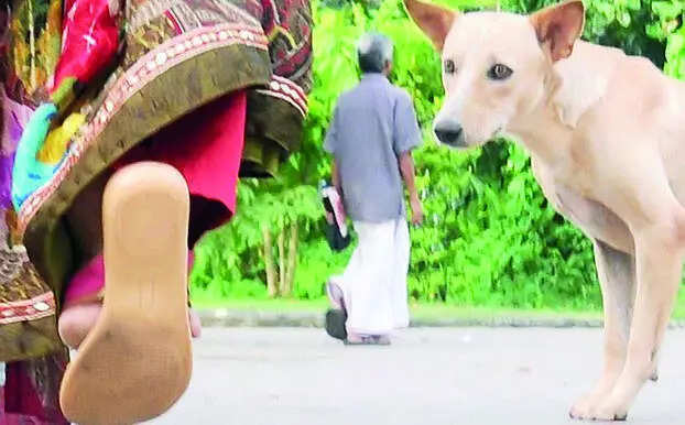 29 aggressive strays tested for rabies in Ahmedabad, none test positive ...