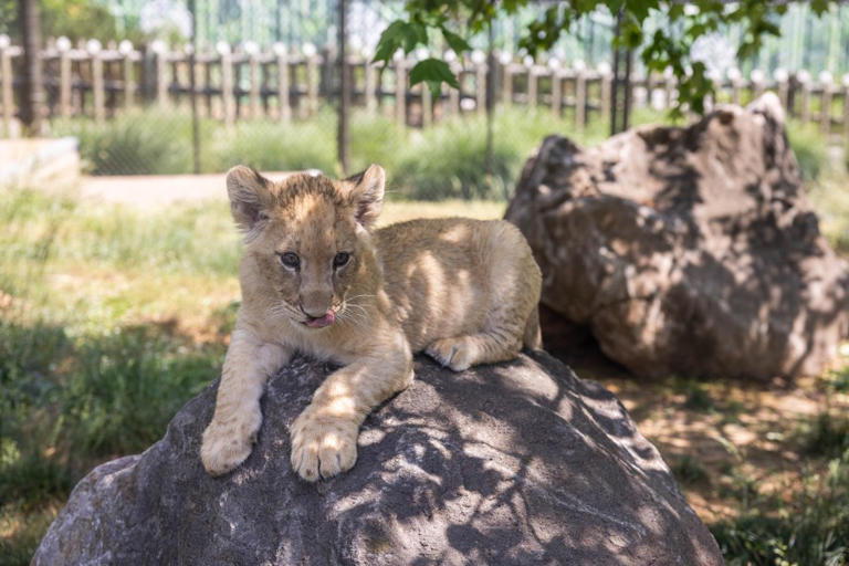 Zoo Knoxville’s newest lion cub gets a name