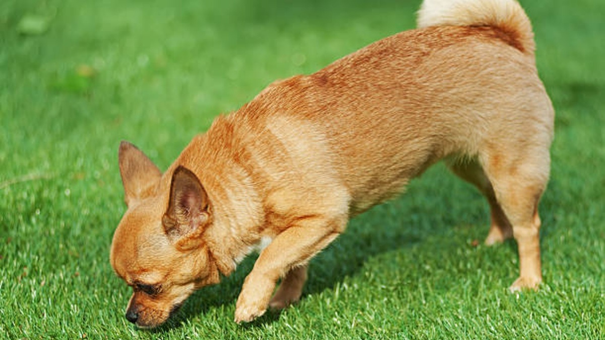What no one tells you about why dogs eat grass and how to spot a ...
