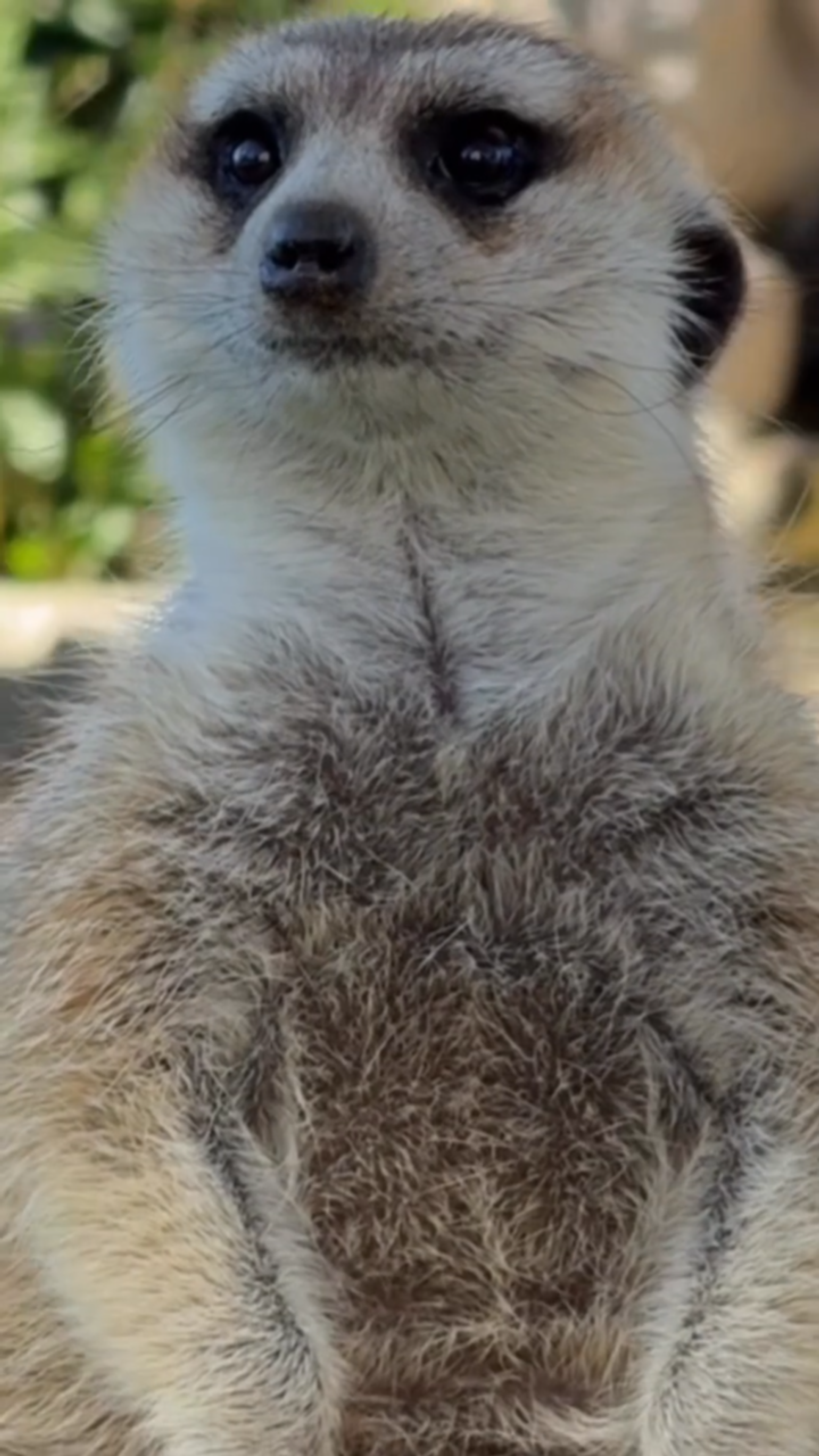Celebrating Minki the meerkat