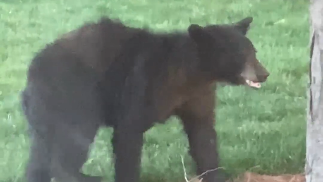Rare bear sighting confirmed in north Charlotte
