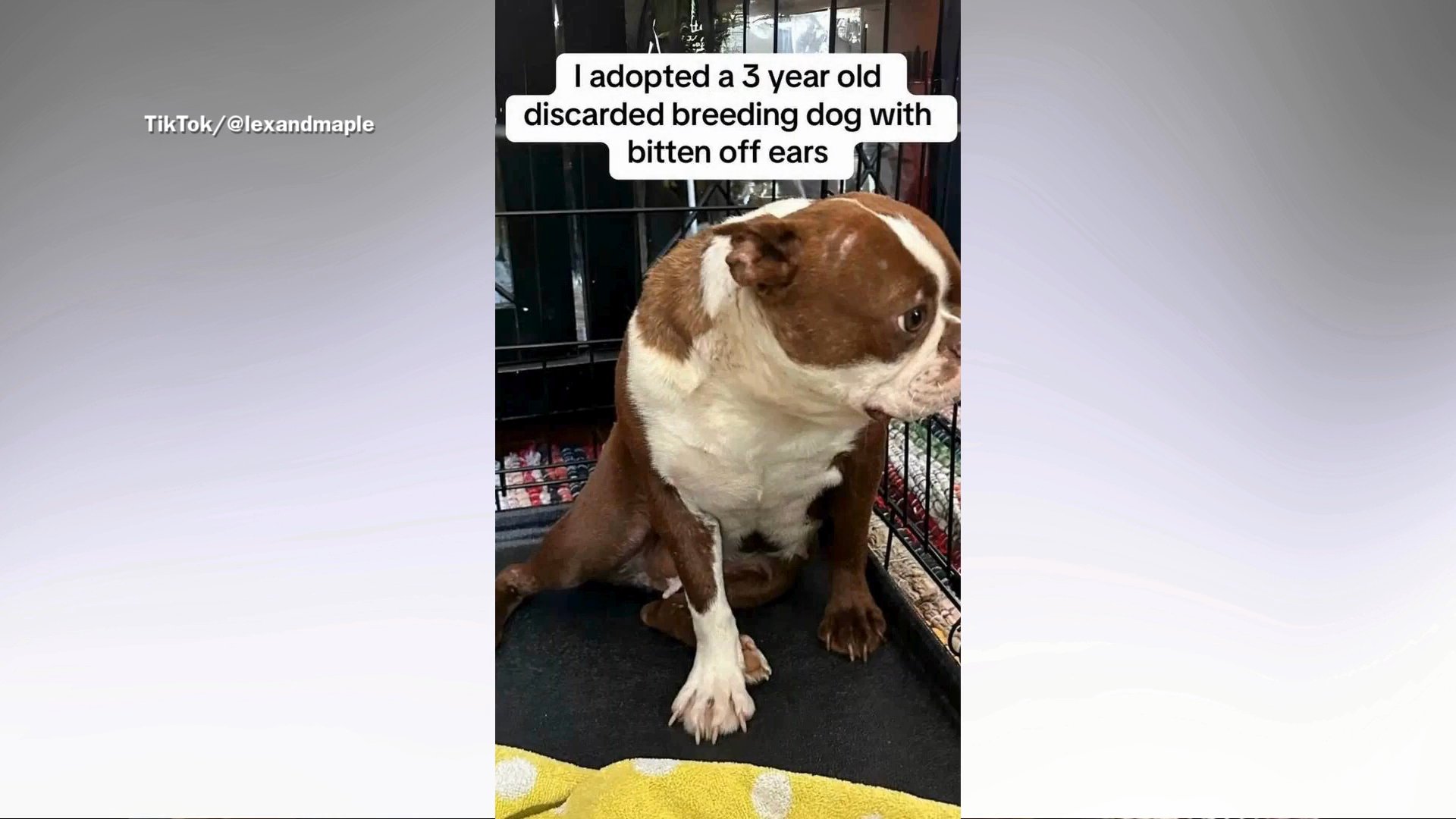 'Discarded' dog adopted after 1,128 days