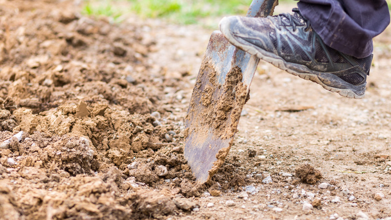 8 captivating fruit trees and bushes that will thrive in clay soil