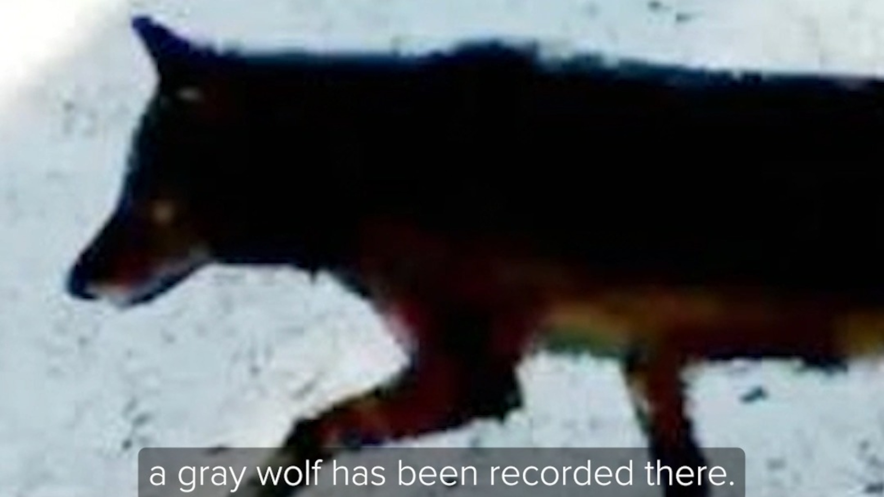 First gray wolf in Sequoia National Park spotted after more than 100 years