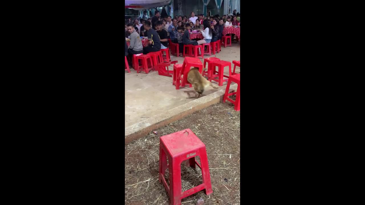 Dog gets stuck in plastic chair during party in Krông Păk, Vietnam