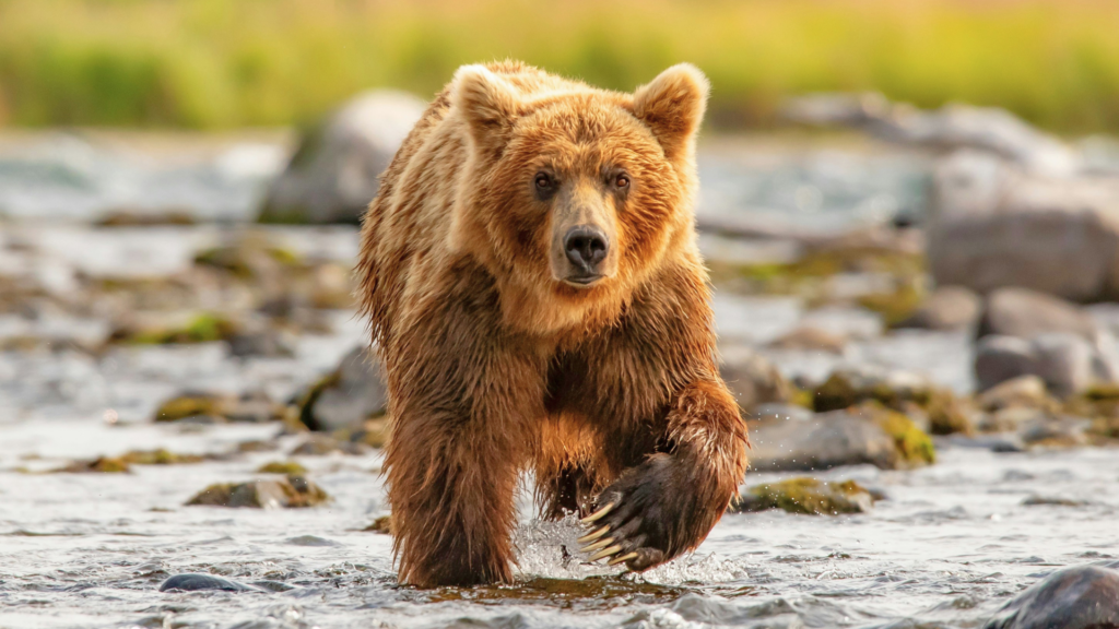Court allows Alaska wildlife agents to cull bears from helicopters ...