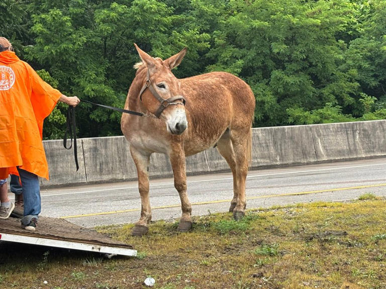 Pair of mules unharmed after tractor-trailer crash in Knoxville