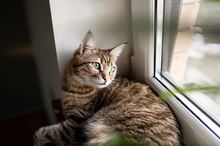 Sweet cat abandoned in a carrier at shelter is frightened, confused ...