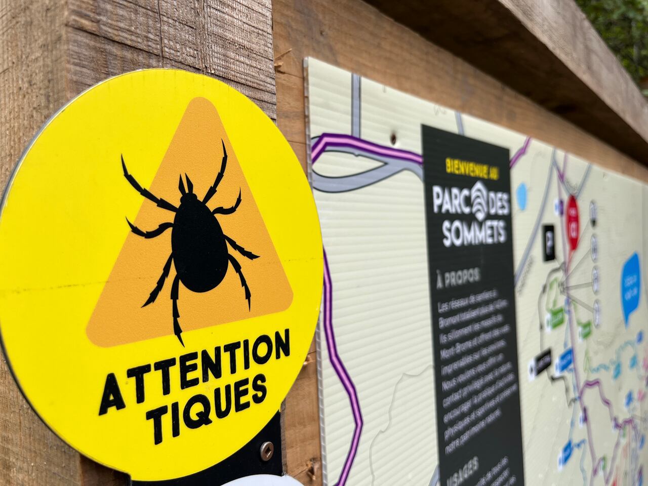 Record-high Montreal Lyme disease cases prompt warning from public health