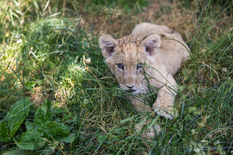 Zoo Knoxville’s newest lion cub gets a name