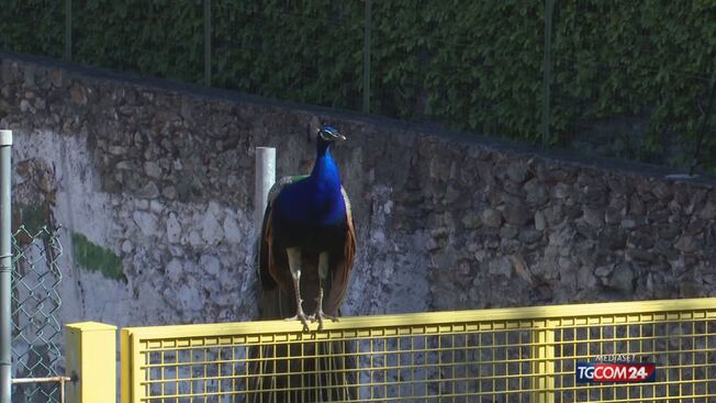 Arenzano, l'altro comune con i pavoni