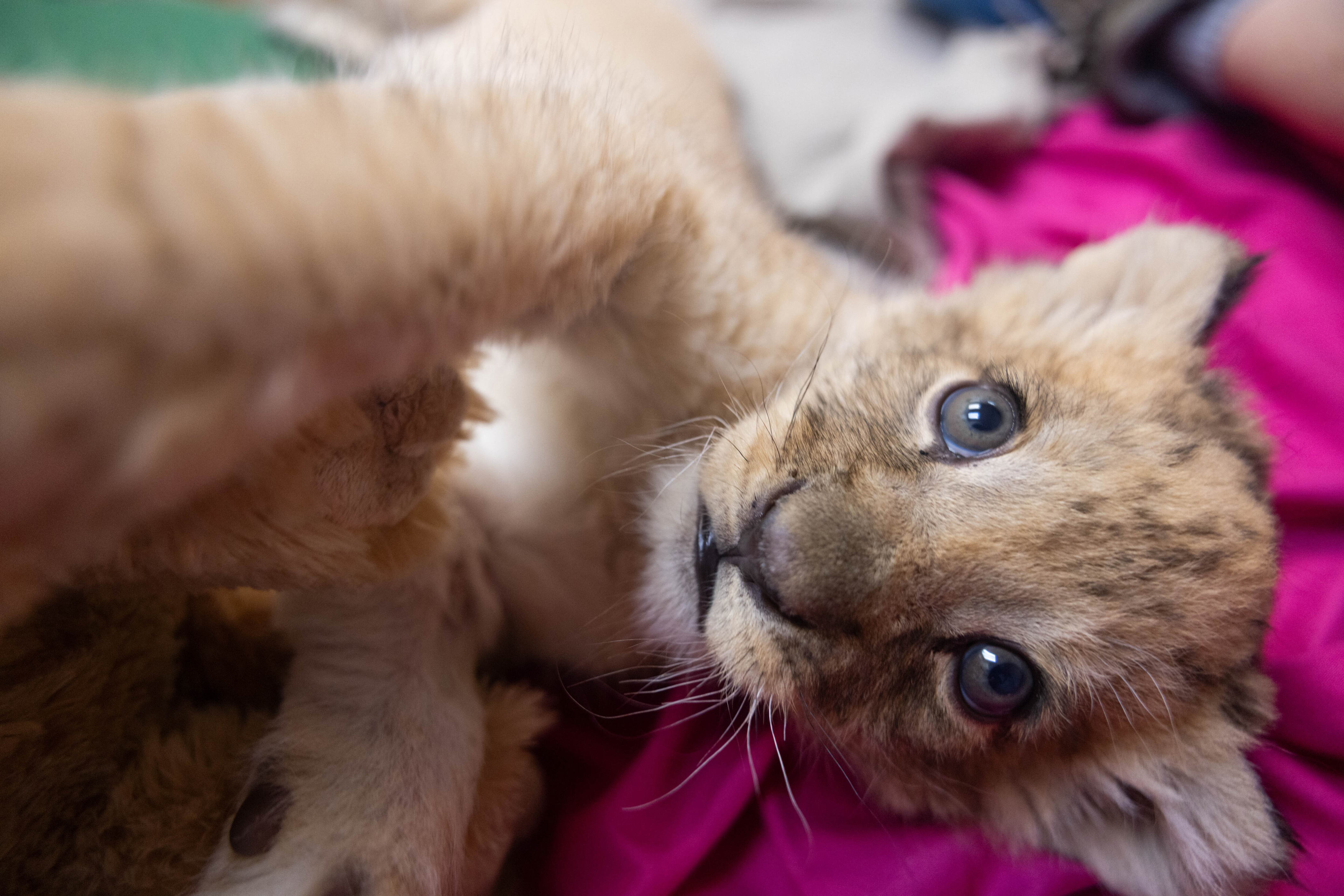 Zoo Knoxville donors name new lion cub