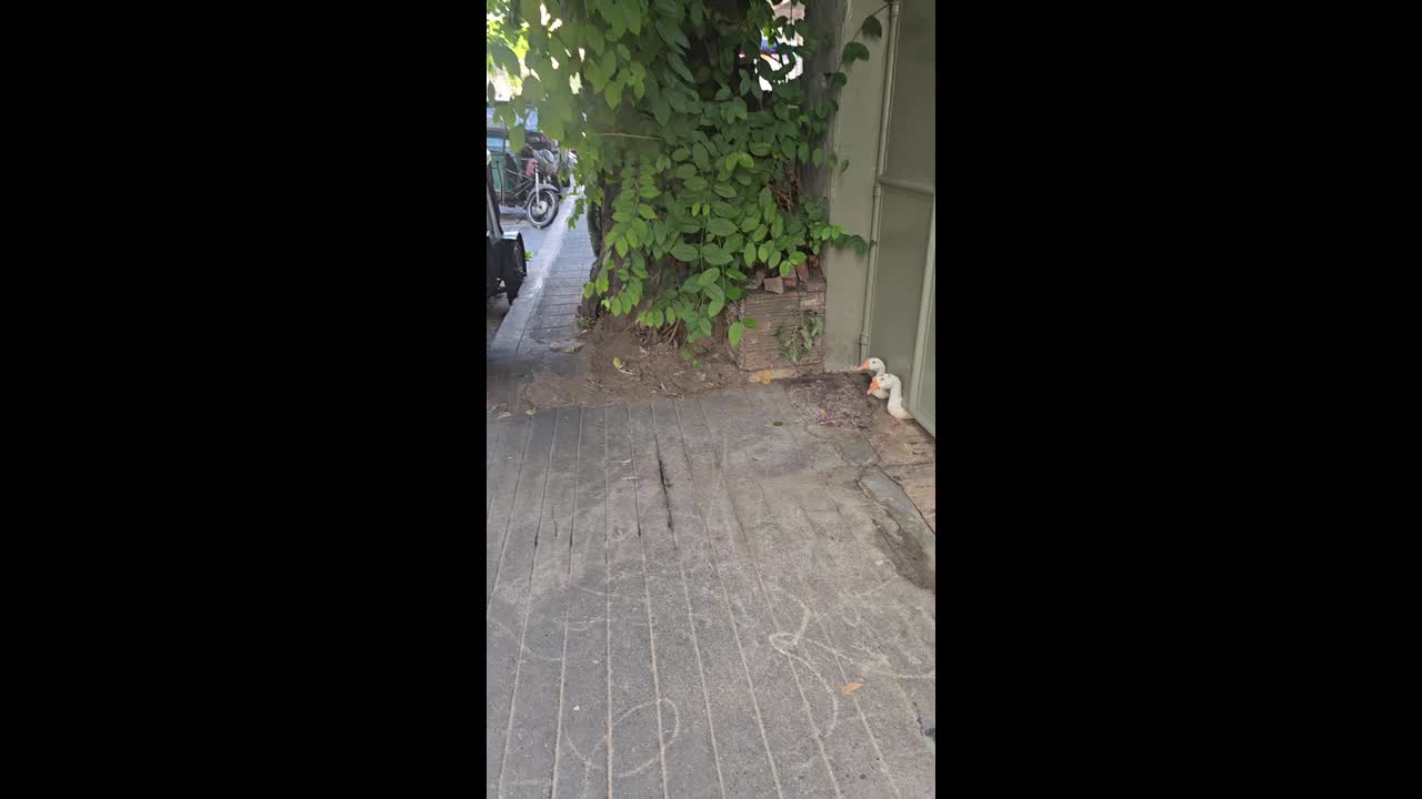 Pair of curious geese peek through gap under garden gate