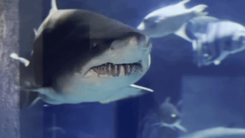 Last chance to visit Fort Fisher aquarium before major overhaul