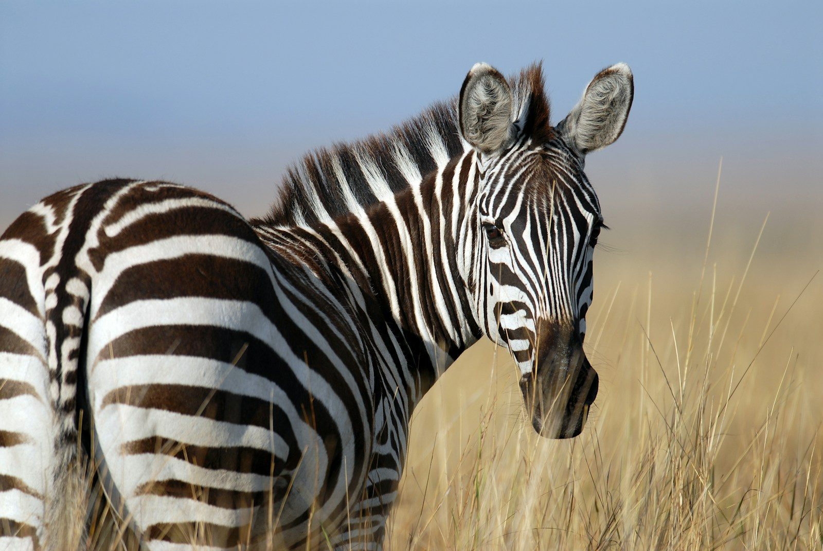 Why you should never try to feed a wild zebra