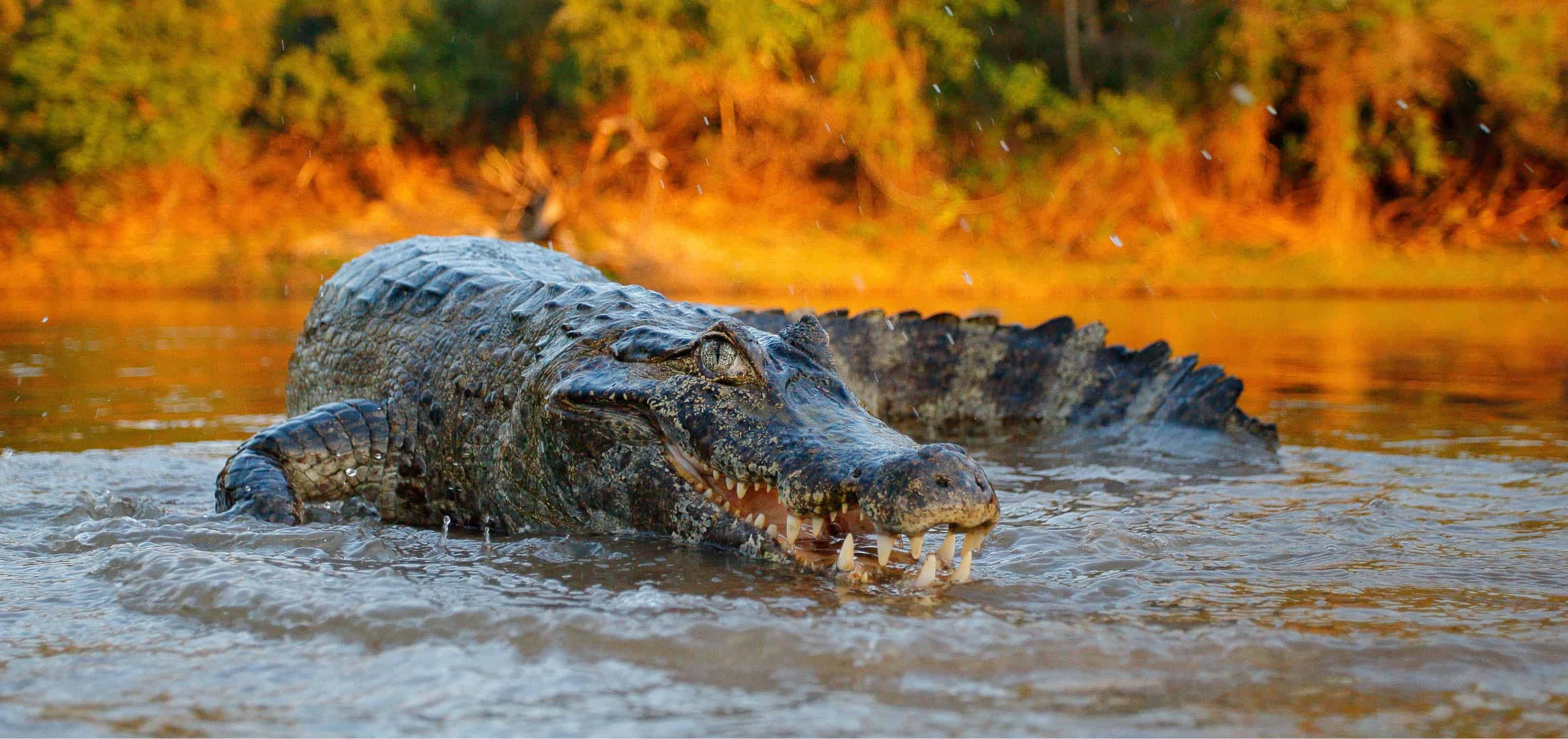 Crocodile bites an electric eel and quickly finds out why that was a ...