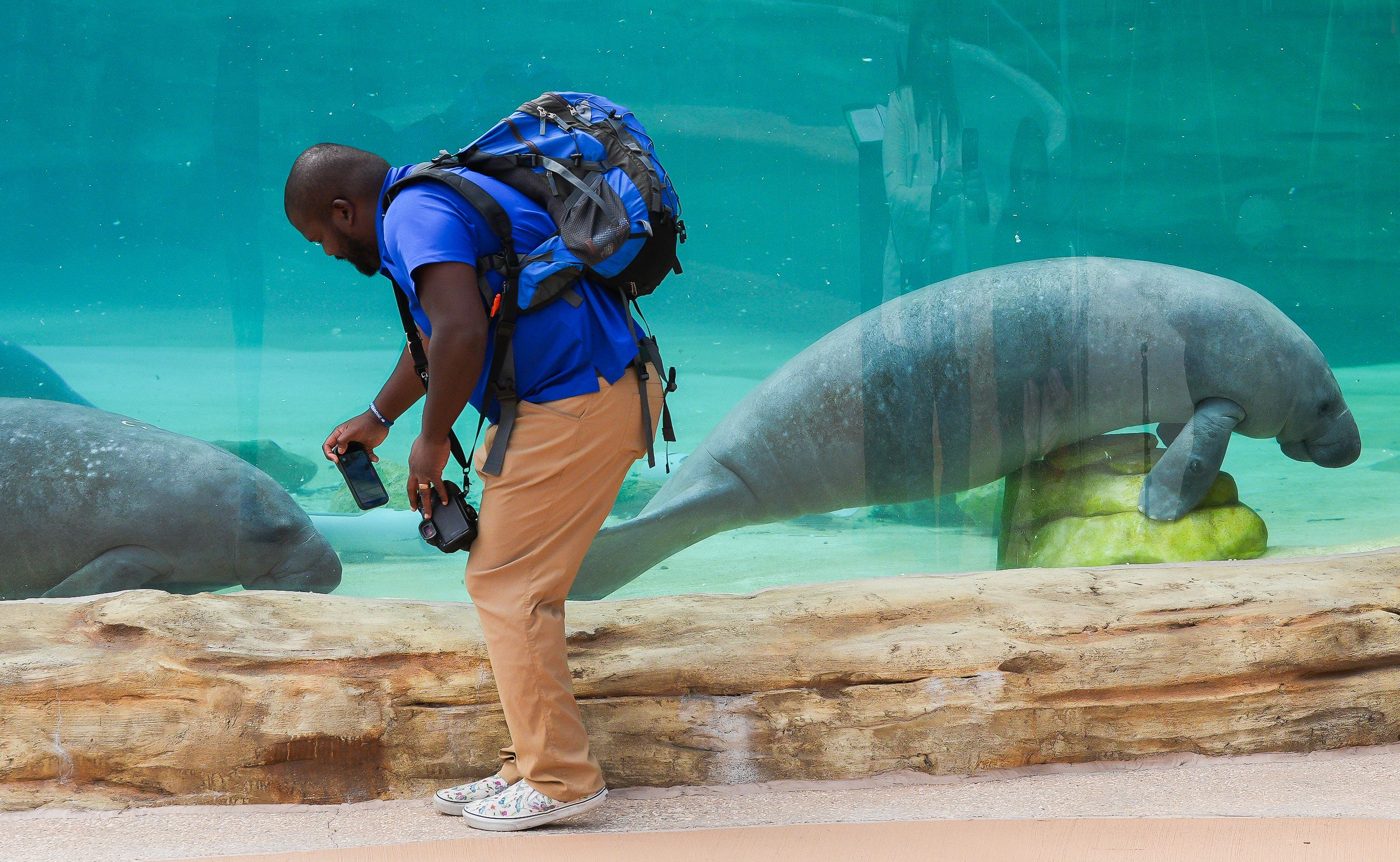 3 rescued manatees are at the Jacksonville Zoo. See the new exhibit