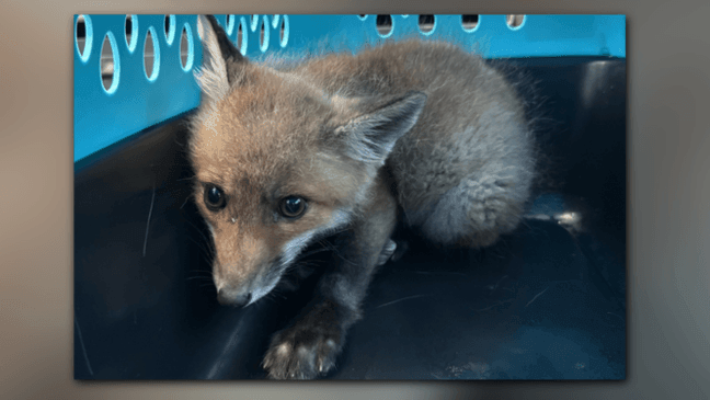Man accused of trying to illegally sell captured baby fox in Virginia