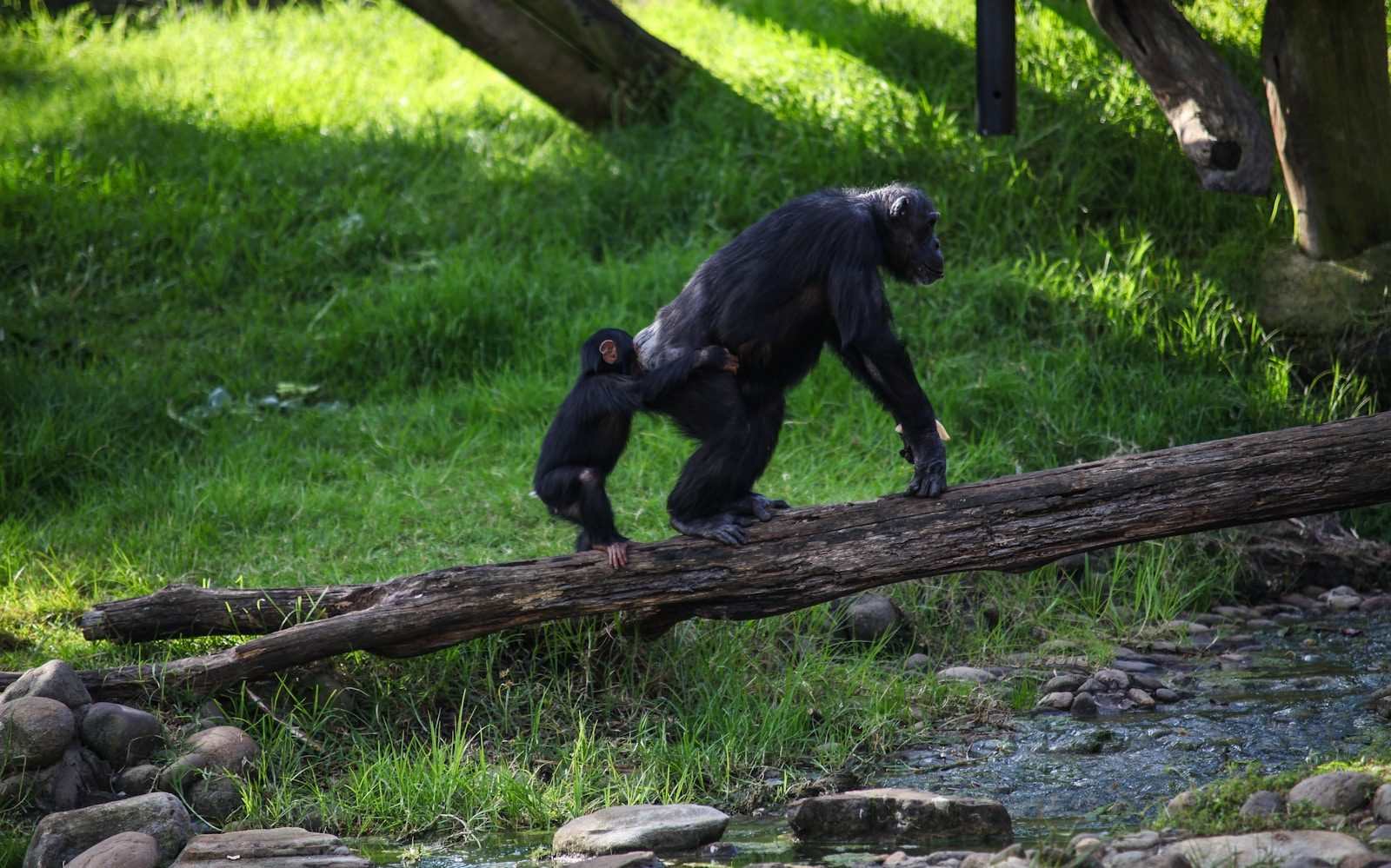 When the last animal dies: The tragic end of a species