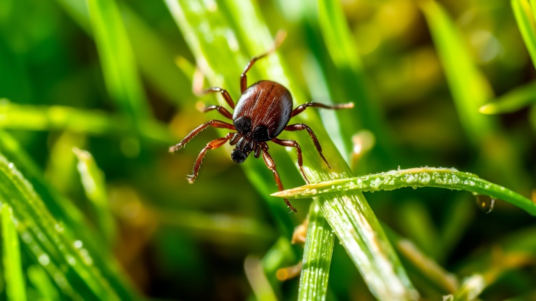 Stop worrying about ticks on your hike with these clever tips