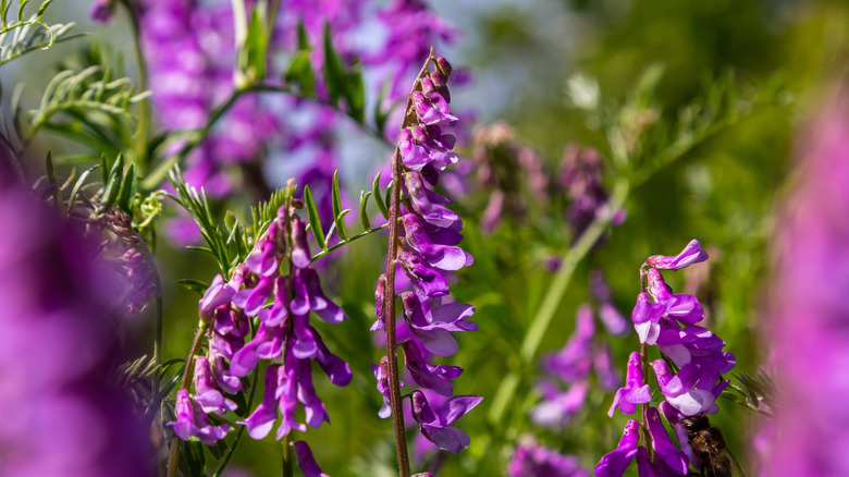 The best types of ground covers to plant around fruit trees